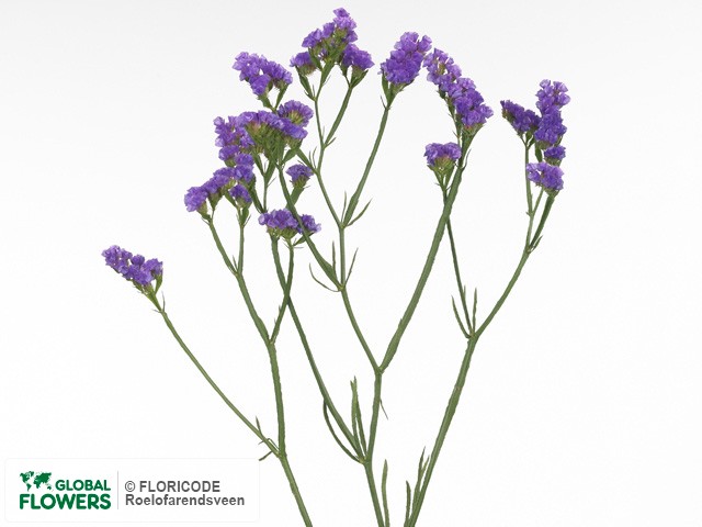 Photo Limonium Sinuatum Sinuet Blue Impulse Global Flowers