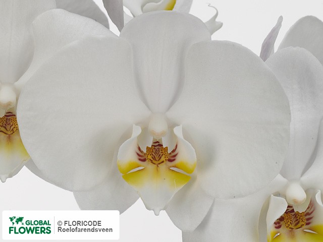 Photo Phalaenopsis per bloem Anthura Bristol | Global Flowers