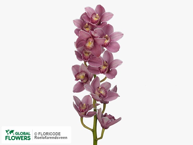 Photo Cymbidium grootbloemig Elvira | Global Flowers