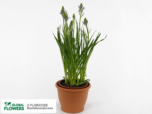 Camassia Photo Of Varieties And Species Global Flowers