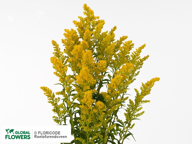 Solidago — photo of varieties and species | Global Flowers