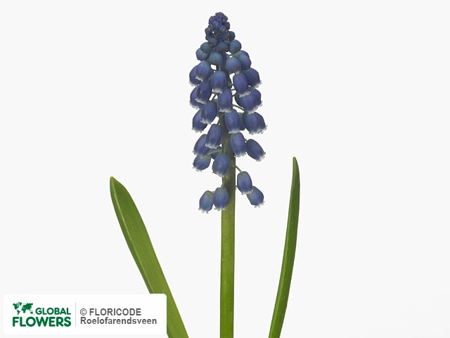 Photo Muscari Joyce Spirit Global Flowers