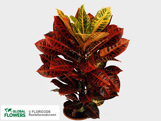 Photo Codiaeum Variegatum Norma Global Flowers