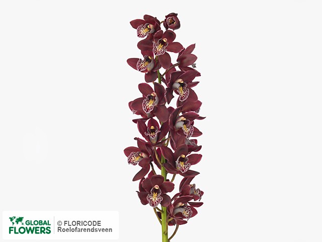 Photo Cymbidium mini 'Amanda' | Global Flowers