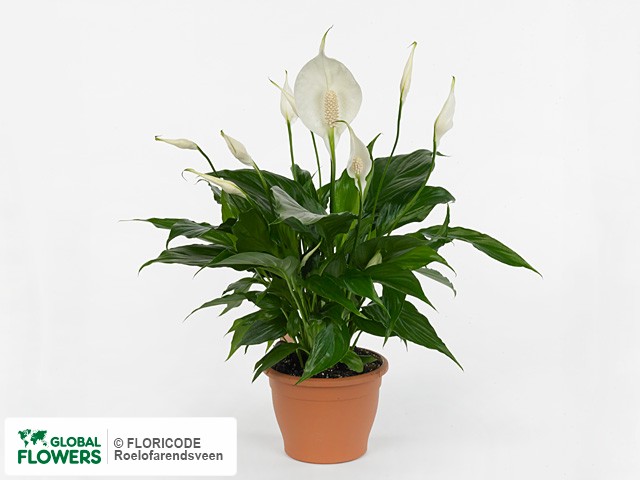 Photo Spathiphyllum Romeo Cupido Global Flowers