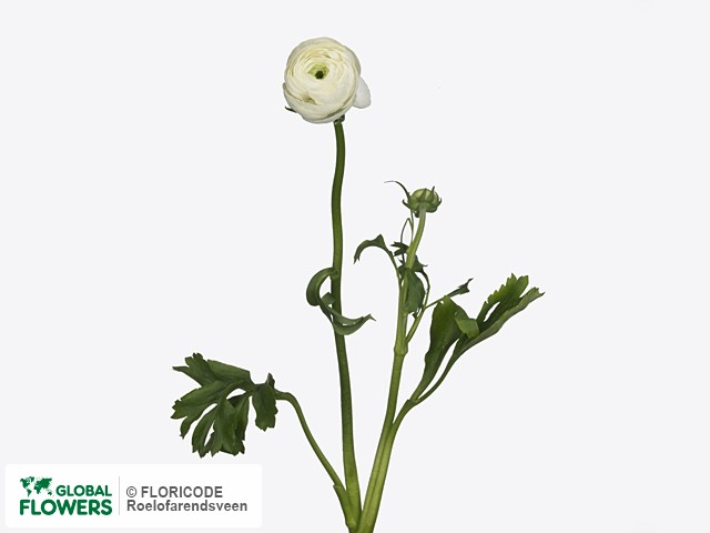 Photo Ranunculus asiaticus Success Alaska | Global Flowers