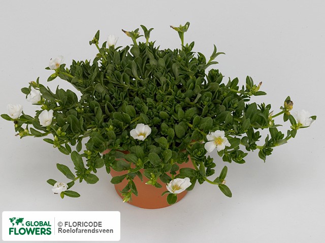 Photo Portulaca Porto Grande White | Global Flowers