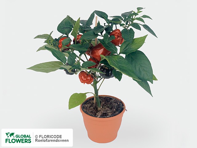 Photo Capsicum annuum Micro Pap | Global Flowers