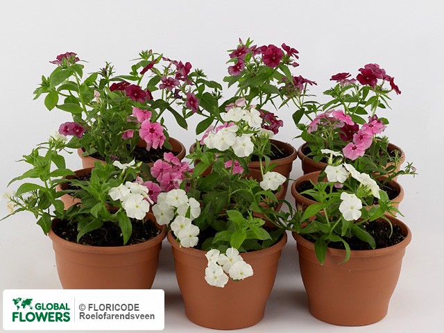 Photo Phlox (Maculata Grp) Phloxy Lady gemengd | Global Flowers